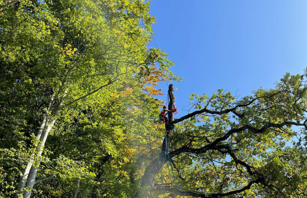 Abattages techniques | Elag'Arbres